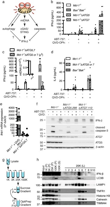 Autophagy induced during apoptosis degrades mitochondria and inhibits ...