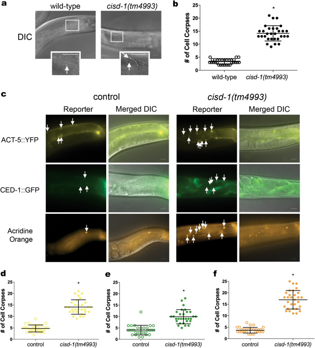 The cisd gene family regulates physiological germline apoptosis through ...