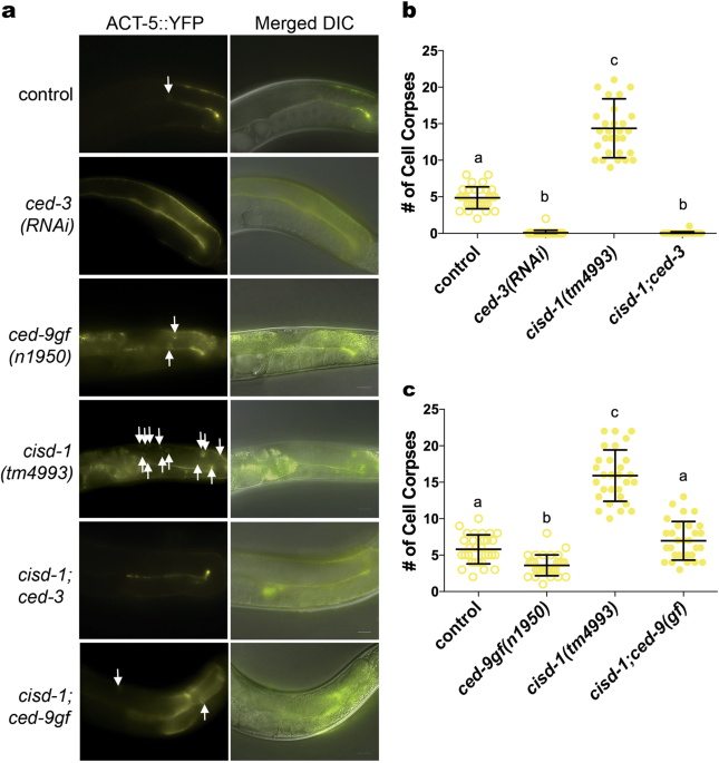 The cisd gene family regulates physiological germline apoptosis through ...