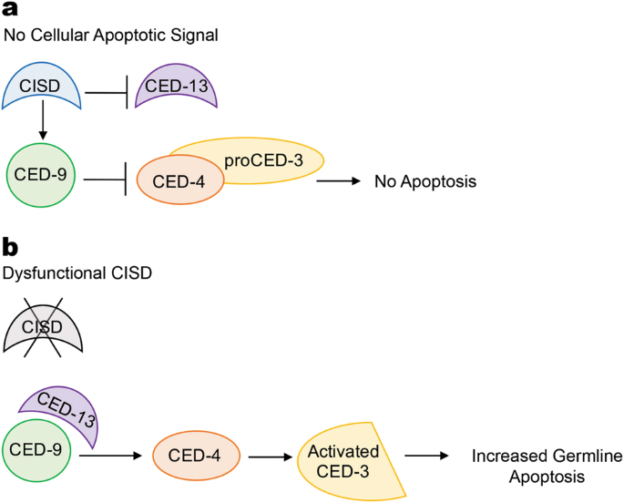 The cisd gene family regulates physiological germline apoptosis through ...