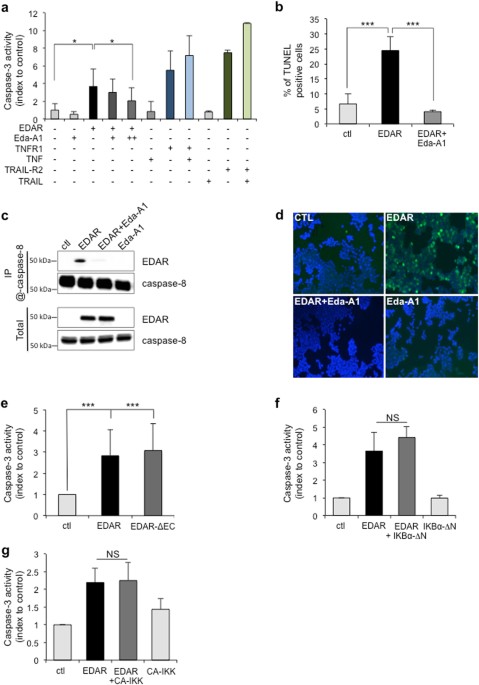 The Ectodysplasin receptor EDAR acts as a tumor suppressor in melanoma ...