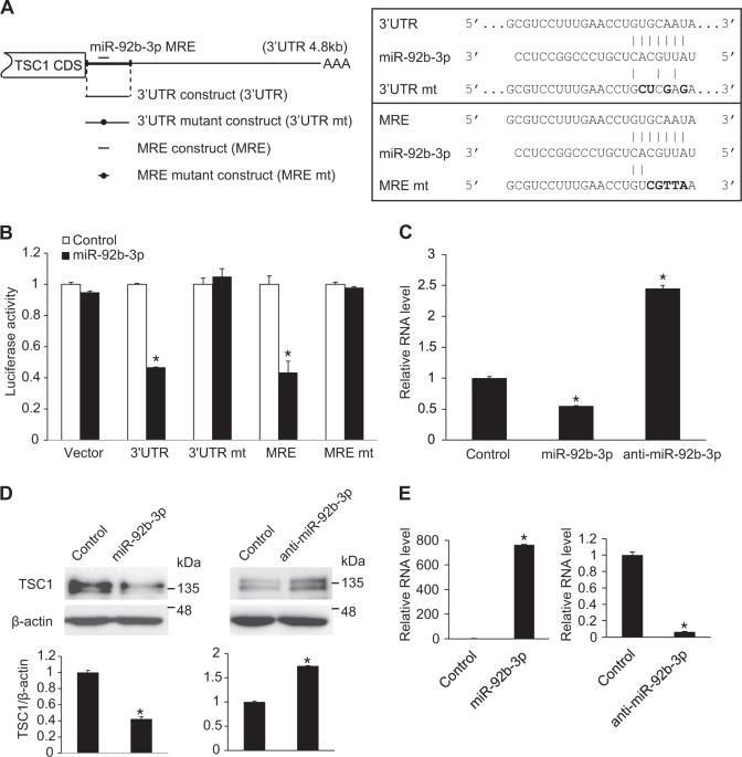miR-92b-3p-TSC1 axis is critical for mTOR signaling-mediated vascular ...