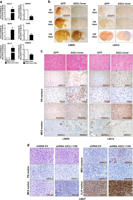 The proneural gene ASCL1 governs the transcriptional subgroup ...