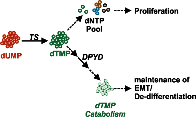 Thymidylate synthase maintains the de-differentiated state of triple ...