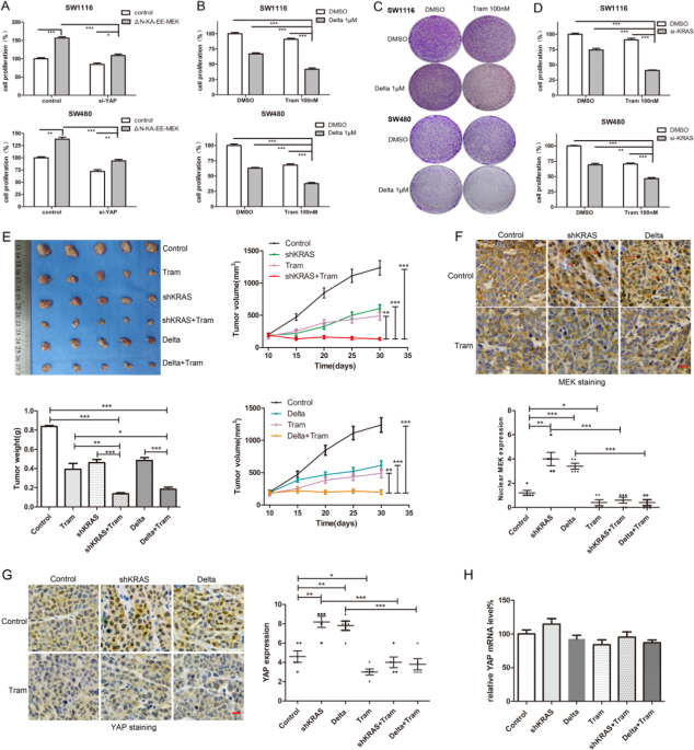 MEK nuclear localization promotes YAP stability via sequestering β-TrCP ...