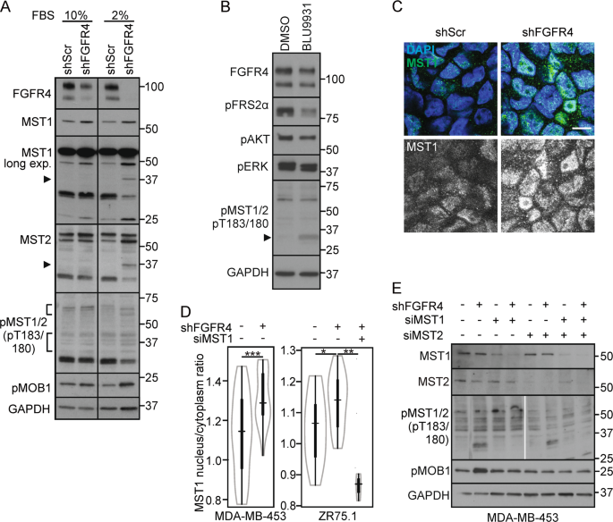 FGFR4 phosphorylates MST1 to confer breast cancer cells resistance to ...