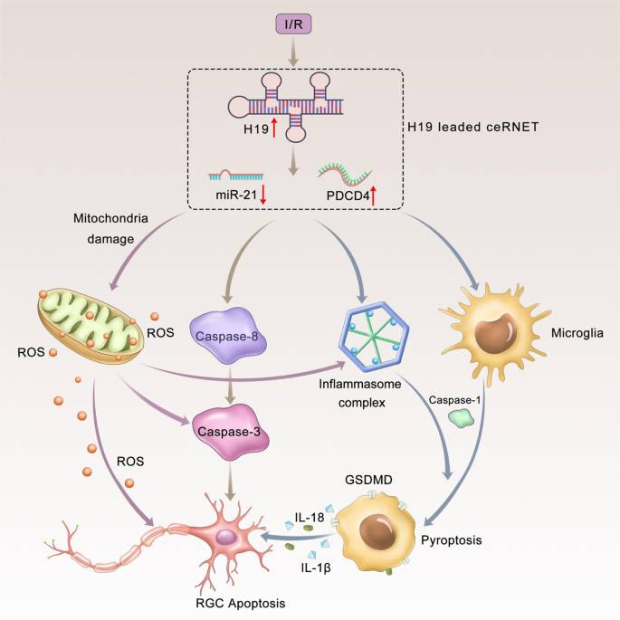 LncRNA H19 initiates microglial pyroptosis and neuronal death in ...