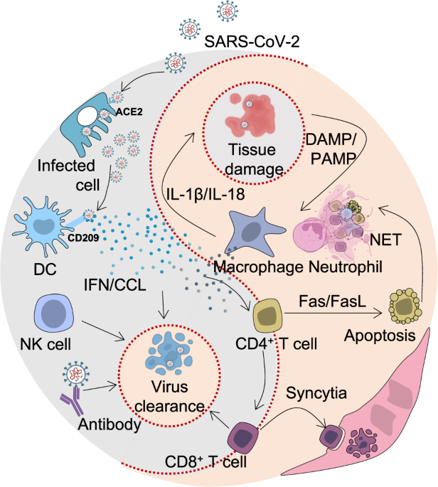 Immune response in COVID-19: what is next? | Cell Death & Differentiation