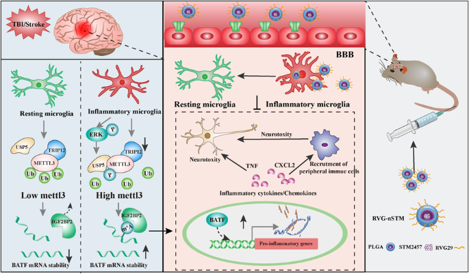 The m6A methyltransferase METTL3 drives neuroinflammation and ...