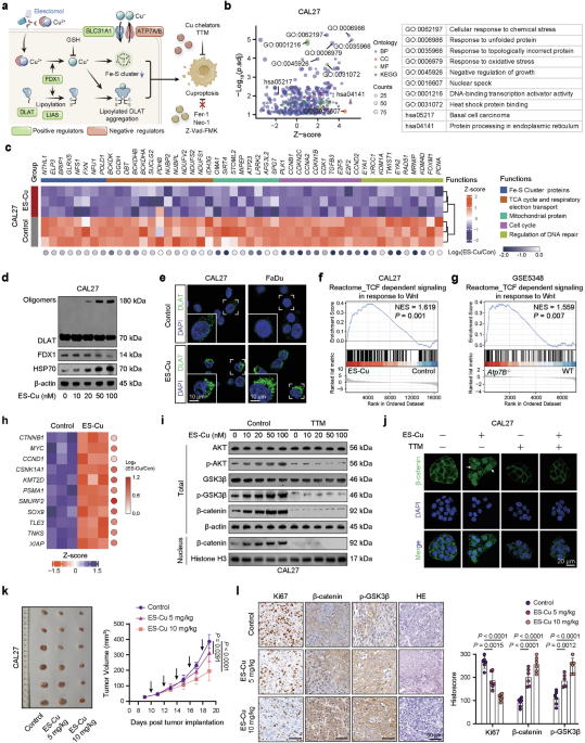 Dysregulated Wnt/β-catenin signaling confers resistance to cuproptosis ...