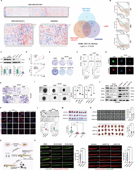 Ubiquitin-specific protease 1 facilitates hepatocellular carcinoma ...