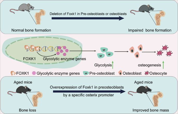Foxk1 promotes bone formation through inducing aerobic glycolysis ...