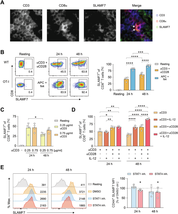 SLAMF7 (CD319) on activated CD8+ T cells transduces environmental cues ...