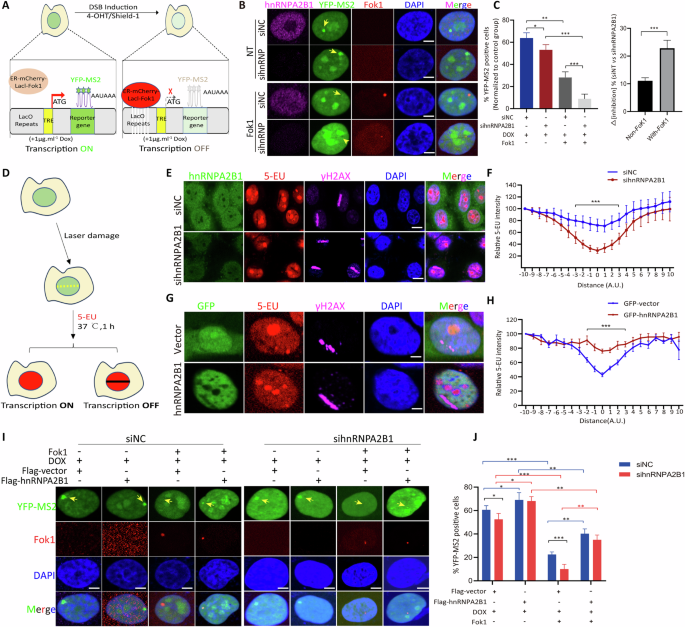 hnRNPA2B1 deacetylation by SIRT6 restrains local transcription and safeguards genome stability ...