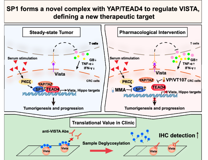 YAP/TEAD4/SP1-induced VISTA expression as a tumor cell-intrinsic ...