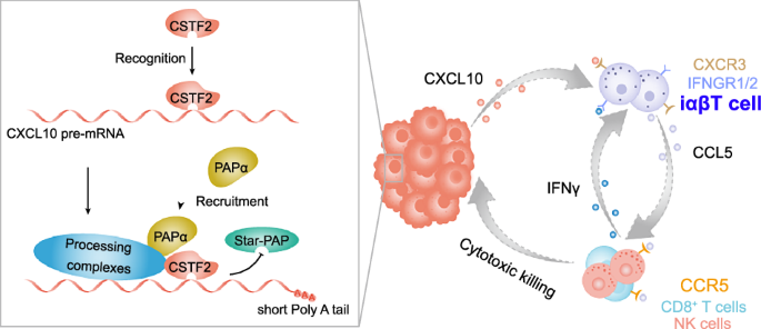 CSTF2-impeded innate αβ T cell infiltration and activation exacerbate ...
