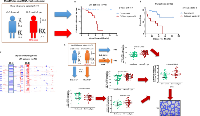 Chromosomal 3p loss and 8q gain drive vasculogenic mimicry via HIF-2α ...