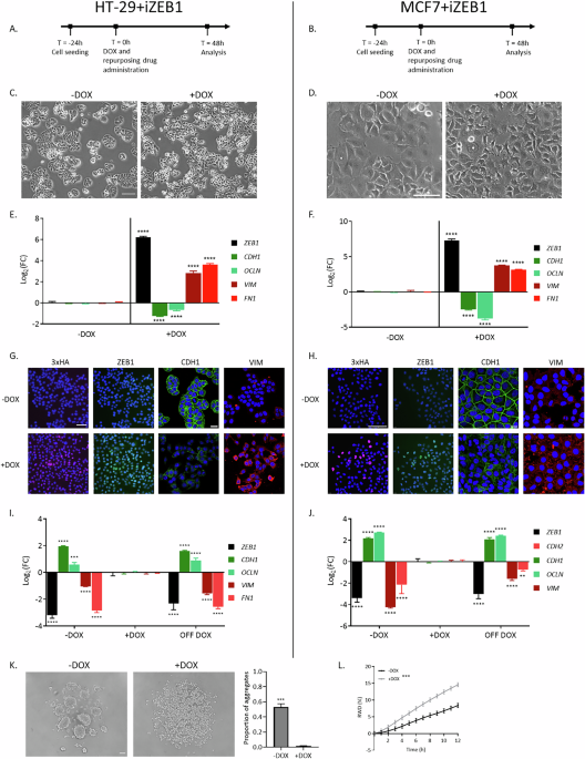 Development and validation of a high-throughput screening pipeline of ...