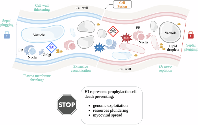 Regulated cell death in fungi from a comparative immunology perspective ...