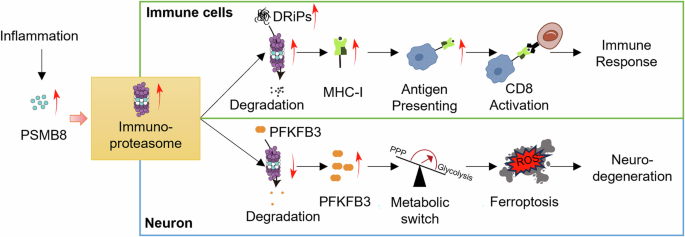 Proteasome 20S beta 8 (PSMB8) as a metabolic switcher of neuronal ...