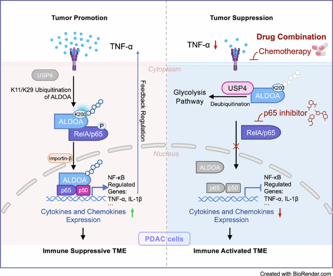 K11- and K29-ubiquitination-mediated nuclear translocation of ...