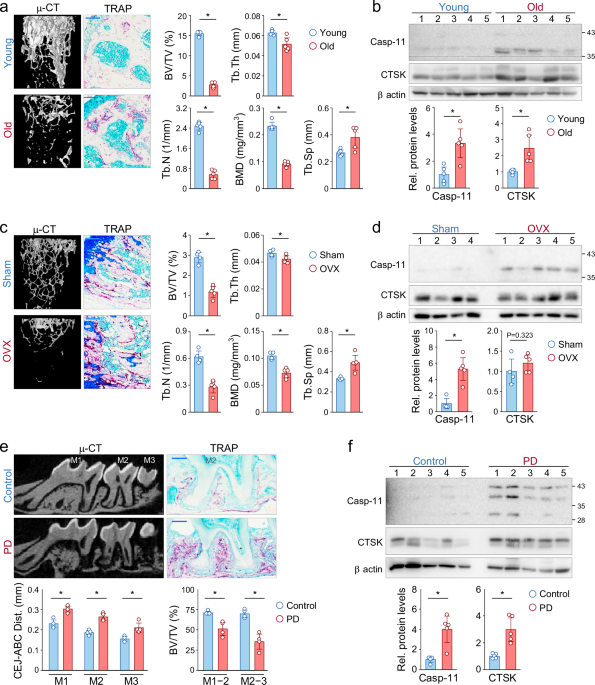 Non-pyroptotic caspase-11 activity regulates osteoclastogenesis and ...