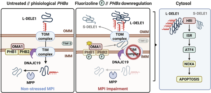 Targeting prohibitins activates the ISR through DELE1-HRI by impairing ...