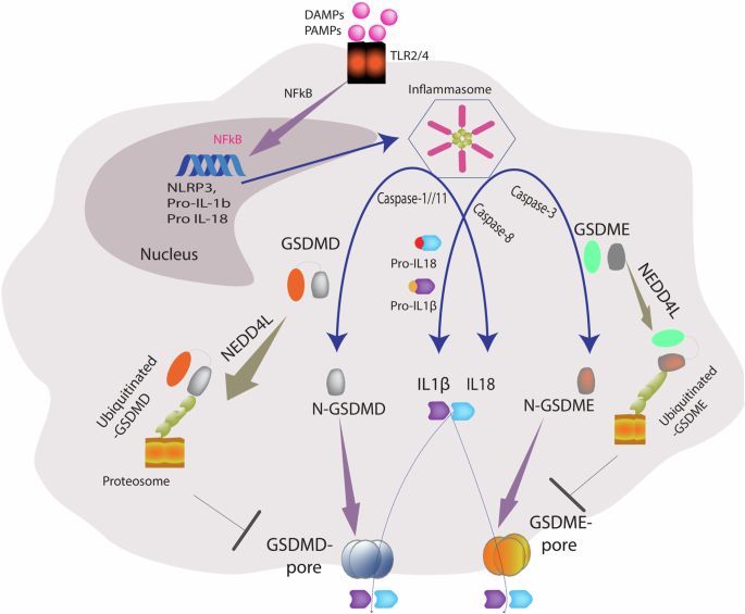NEDD 4 Pyre-fighters to extinguish inflammation: NEDD4L ubiquitinates ...