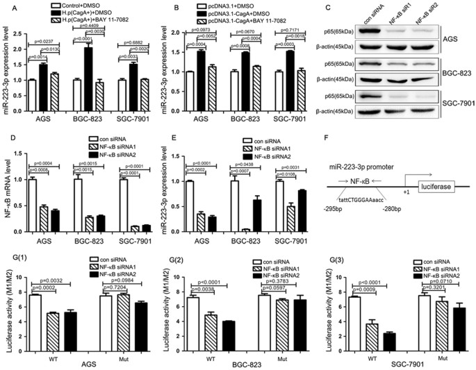 NF-κB/miR-223-3p/ARID1A axis is involved in Helicobacter pylori CagA ...