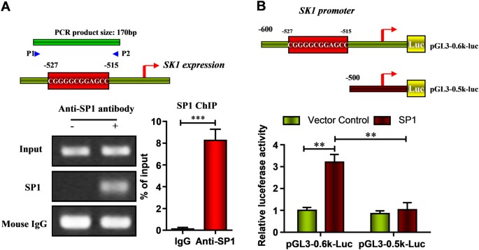 Extracellular vesicles from human-induced pluripotent stem cell-derived ...