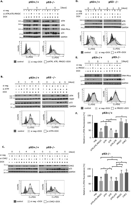 Insight into the role of PIKK family members and NF-кB in DNAdamage ...