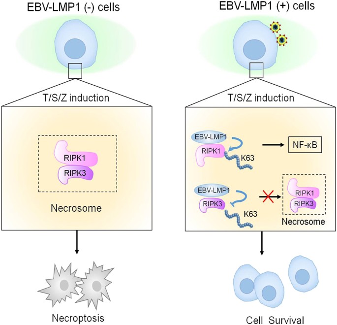 Epstein-Barr virus encoded latent membrane protein 1 suppresses ...
