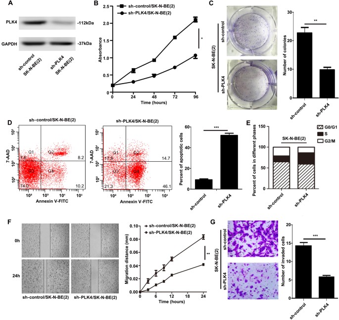Polo-like kinase 4 mediates epithelial–mesenchymal transition in ...