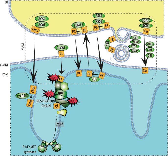 Mitochondria-associated membranes in aging and senescence: structure ...