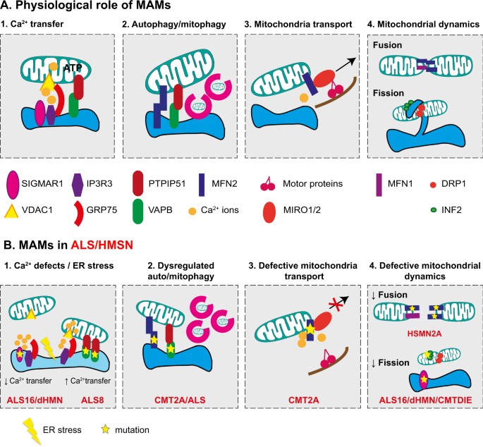 Endoplasmic reticulum and mitochondria in diseases of motor and sensory ...