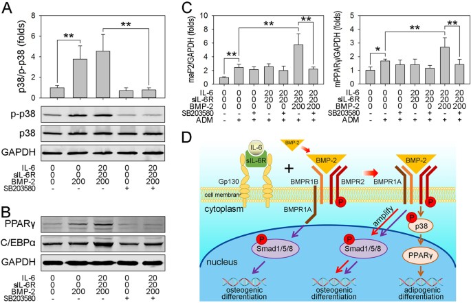 IL-6 potentiates BMP-2-induced osteogenesis and adipogenesis via two ...