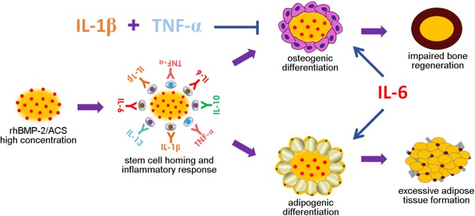 IL-6 potentiates BMP-2-induced osteogenesis and adipogenesis via two ...