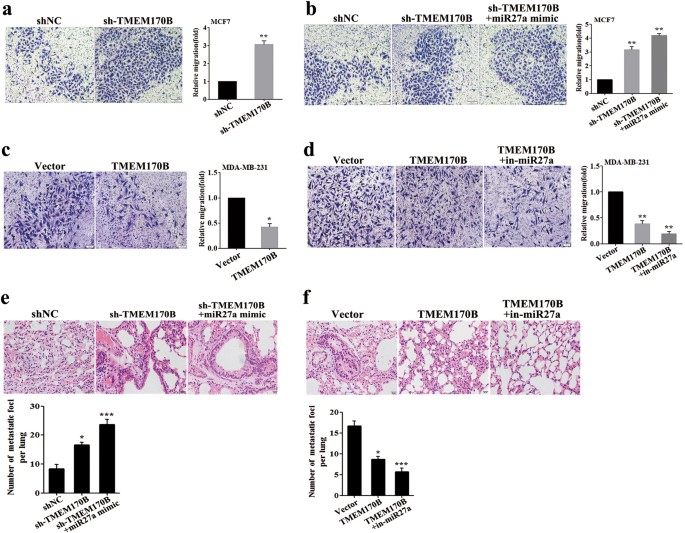 Transmembrane protein 170B is a novel breast tumorigenesis suppressor ...