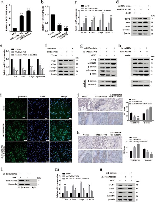Transmembrane protein 170B is a novel breast tumorigenesis suppressor ...