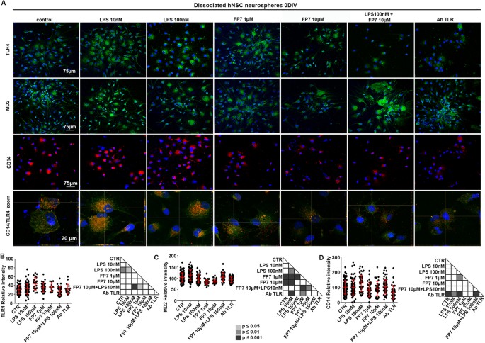 Toll-like receptor 4 modulation influences human neural stem cell ...
