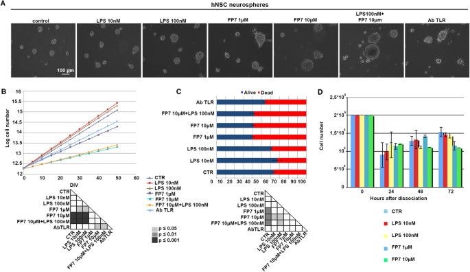 Toll-like receptor 4 modulation influences human neural stem cell ...