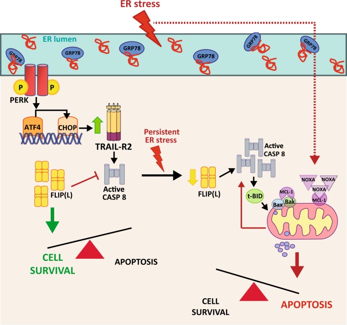 Involvement of both caspase-8 and Noxa-activated pathways in endoplasmic reticulum stress ...