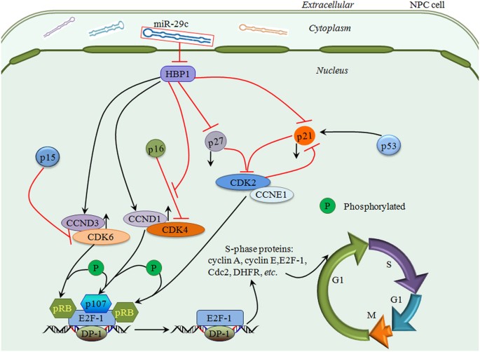 HMG-box transcription factor 1: a positive regulator of the G1/S ...