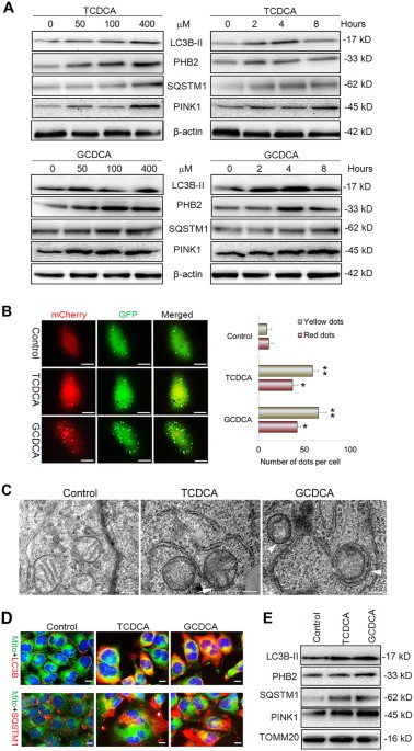 PHB2 interacts with LC3 and SQSTM1 is required for bile acids-induced ...