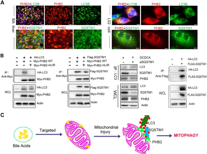 PHB2 interacts with LC3 and SQSTM1 is required for bile acids-induced ...
