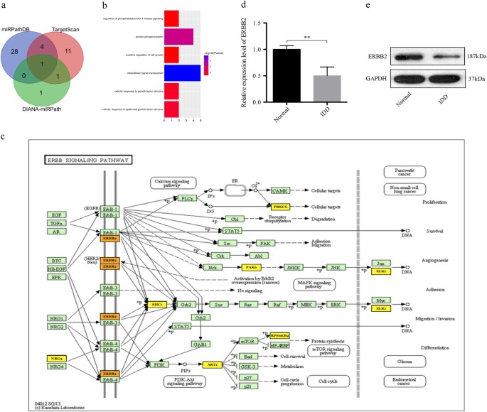 Circular RNA GRB10 as a competitive endogenous RNA regulating nucleus ...