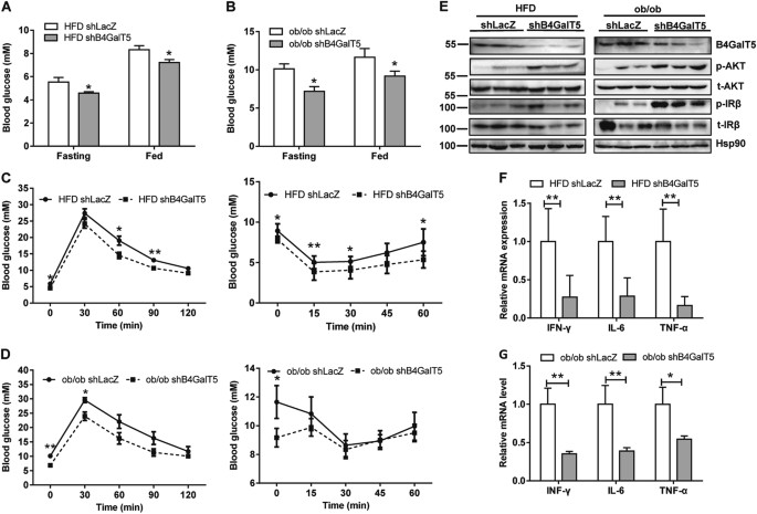 Downregulation of β1,4-galactosyltransferase 5 improves insulin ...