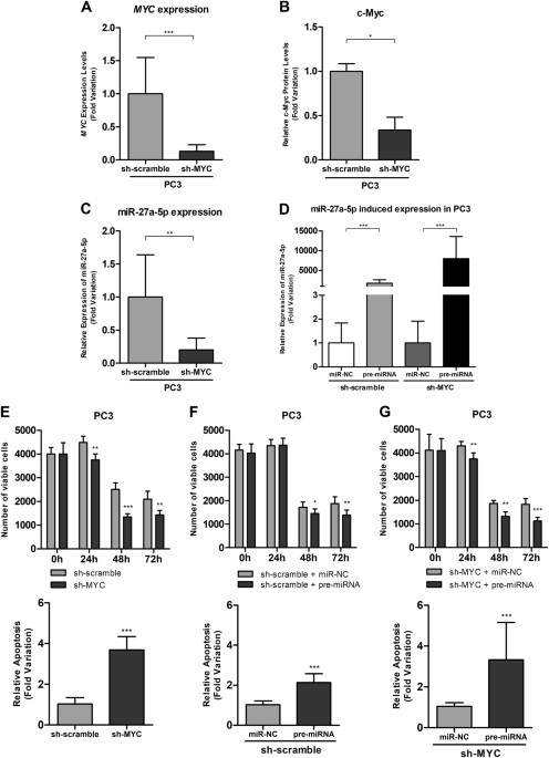 Microrna 27a 5p Regulation By Promoter Methylation And Myc Signaling In