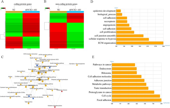 LncRNA NCK1-AS1 promotes proliferation and induces cell cycle ...