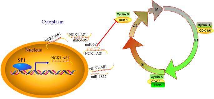 LncRNA NCK1-AS1 promotes proliferation and induces cell cycle ...